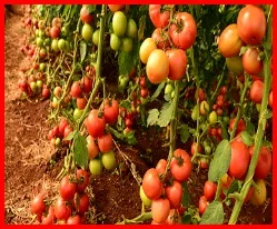 Hybrid Tomato Monica F1 from Simlaw Seeds