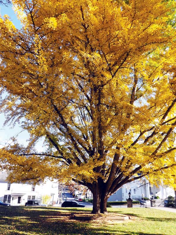 ginko tree – Mountain Messenger