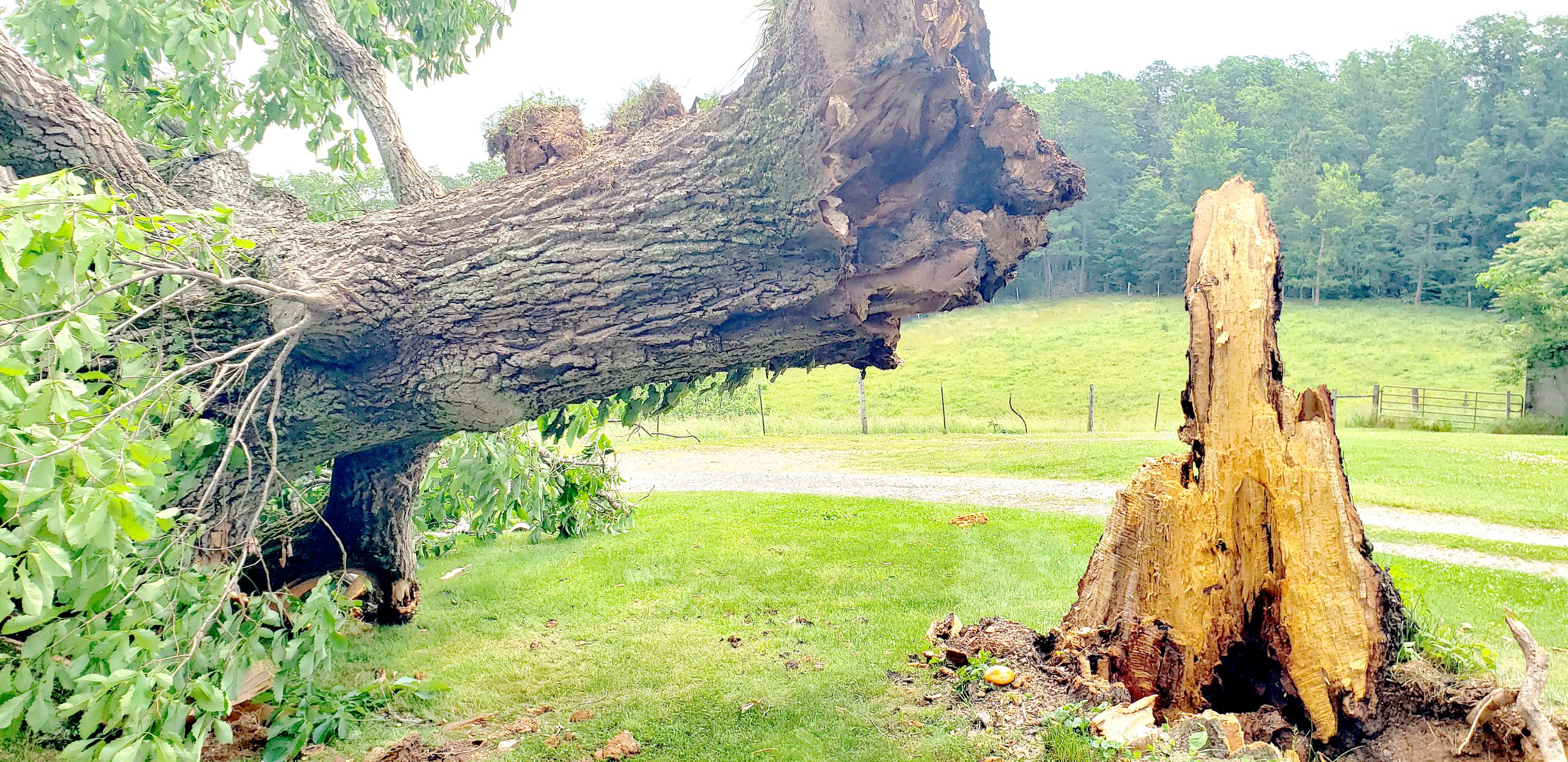 Tree crashes during recent storm – The Enterprise