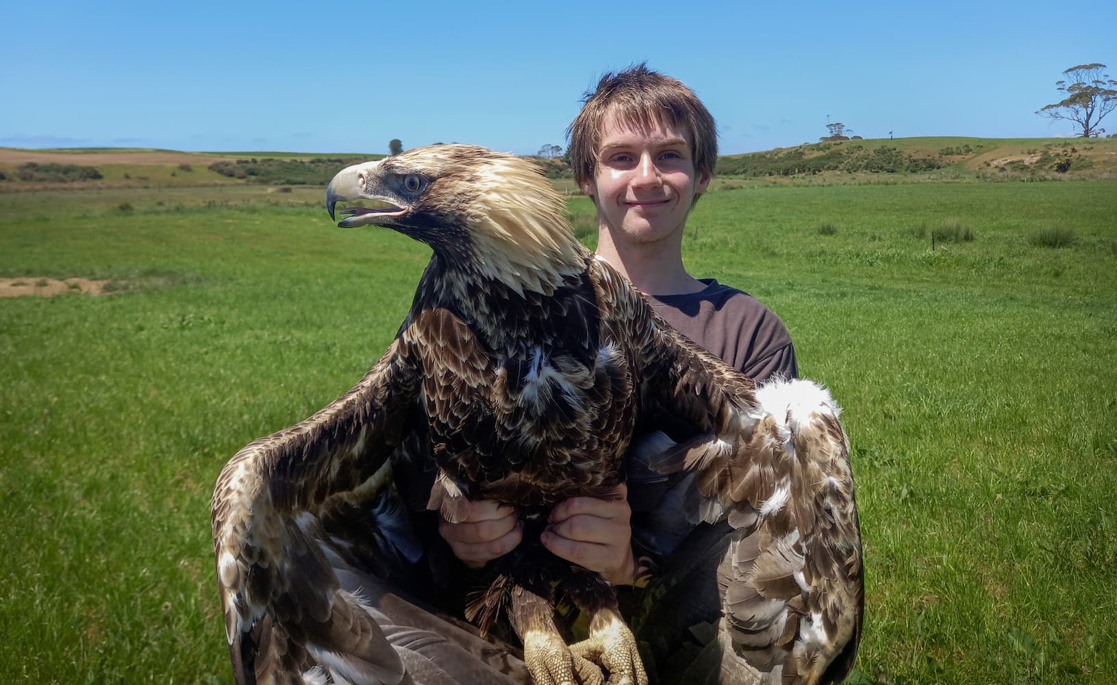 Tough Capture Injured Wedge tailed Eagle Found On Tasmanian Farm tough-capture-injured-wedge-tailed-eagle-found-on-tasmanian-farm