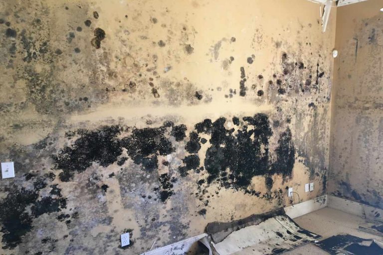 Tips for Preventing and Dealing with Household Mold | Call Now