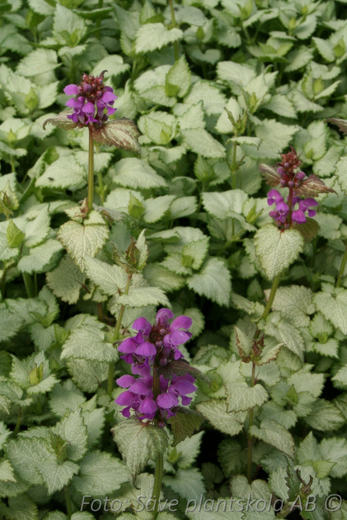 Lamium maculatum 'Ghost' | Säve Plantskola