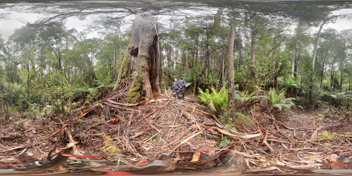 Taranna Giants | Tasmanian Geographic