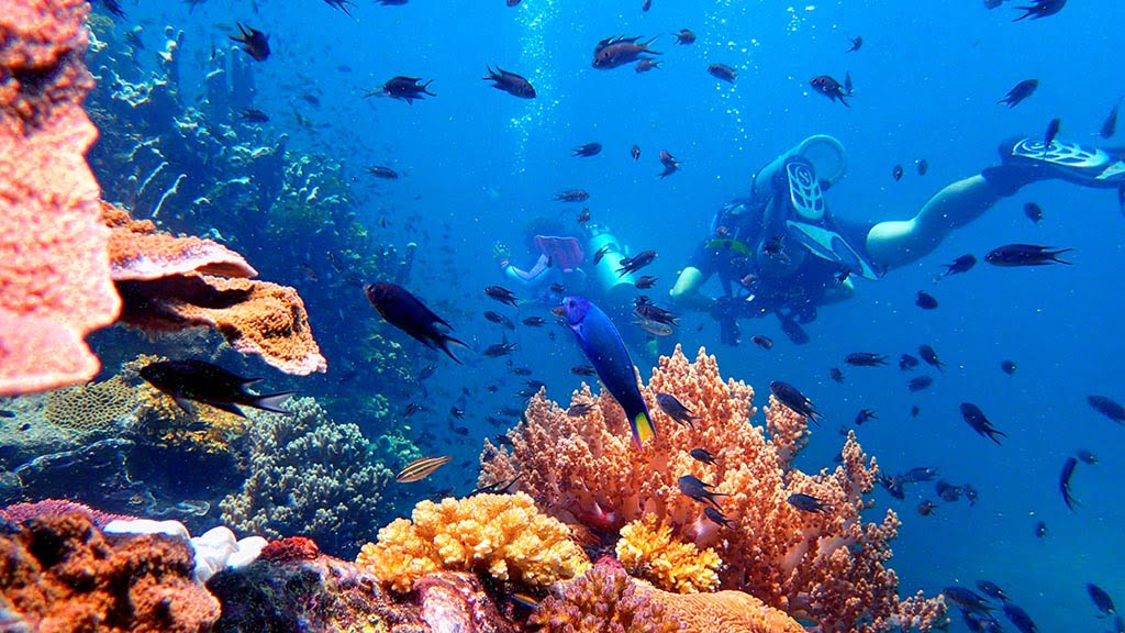 Scuba Diving for Beginners: Helpful Tips for Your First Dive Trip