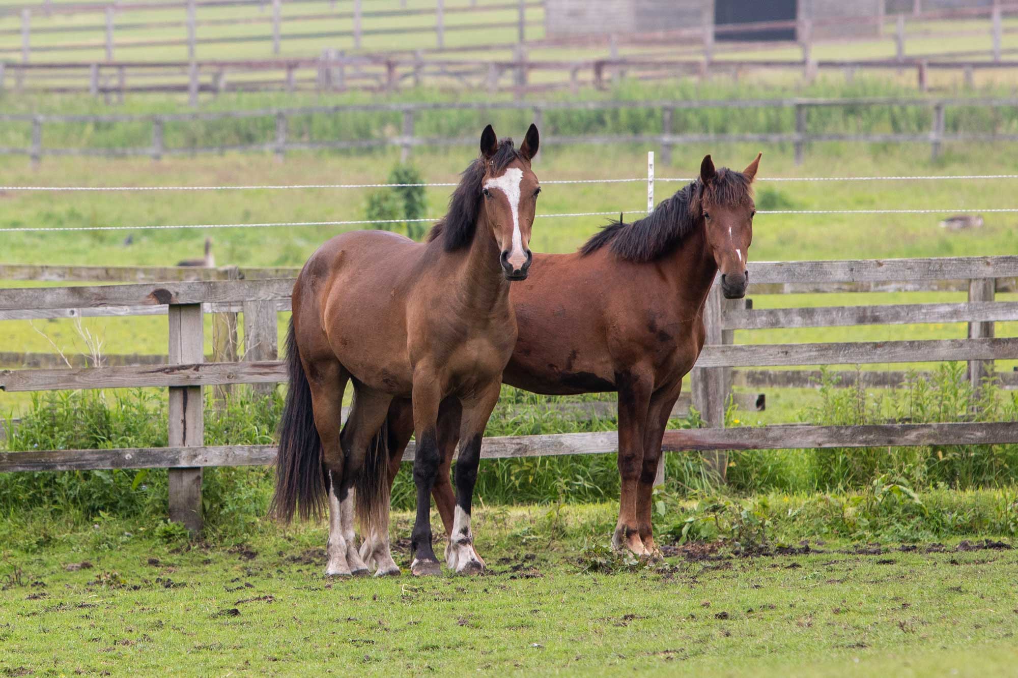 Understanding colic – what we as owners need to know - World Horse Welfare