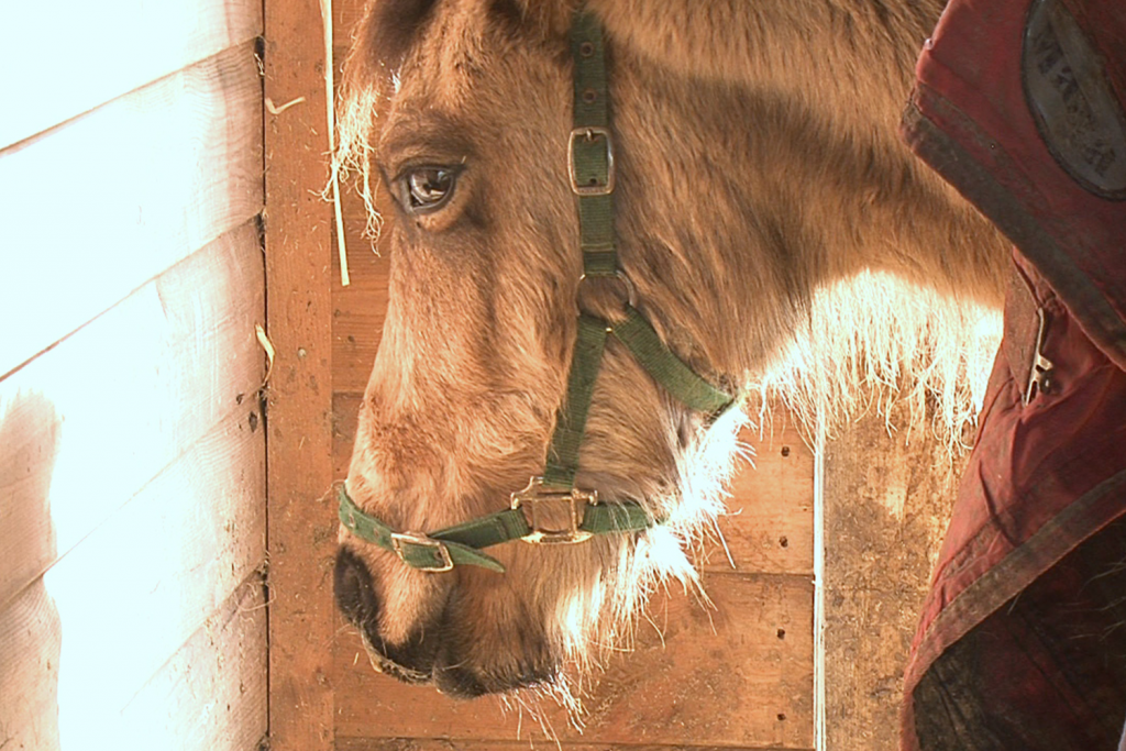 Strangles – how to confidently reduce the risk of this preventable ...