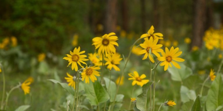 Five Life-changing Native Plants & Trees at Washington State Parks ...