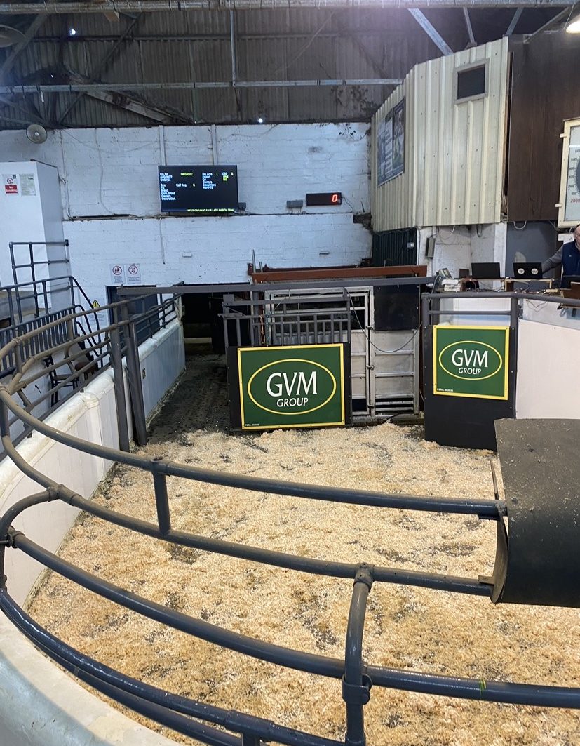 Kilmallock Mart - Monday Cattle Sale Report This Week - HerdFinder.ie ...