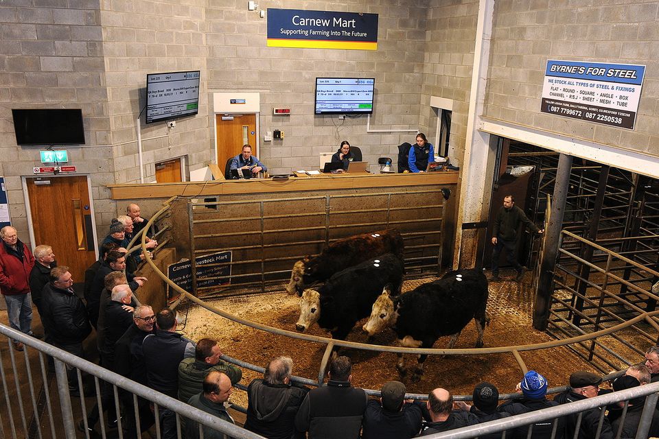 Carnew Mart - Weekly Cattle Sale Report - HerdFinder.ie - HerdFinder