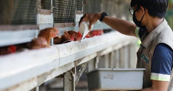 Indonesia Looks To Export Chickens To Shortage Hit Singapore Khmer