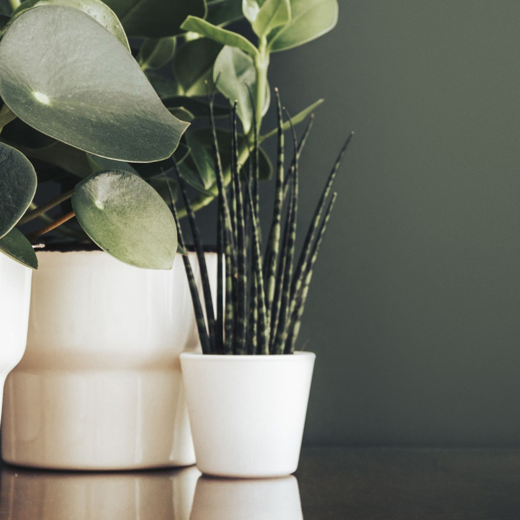 Paintsmiths: The Ultimate Colours For Your Walls - SA Decor & Design