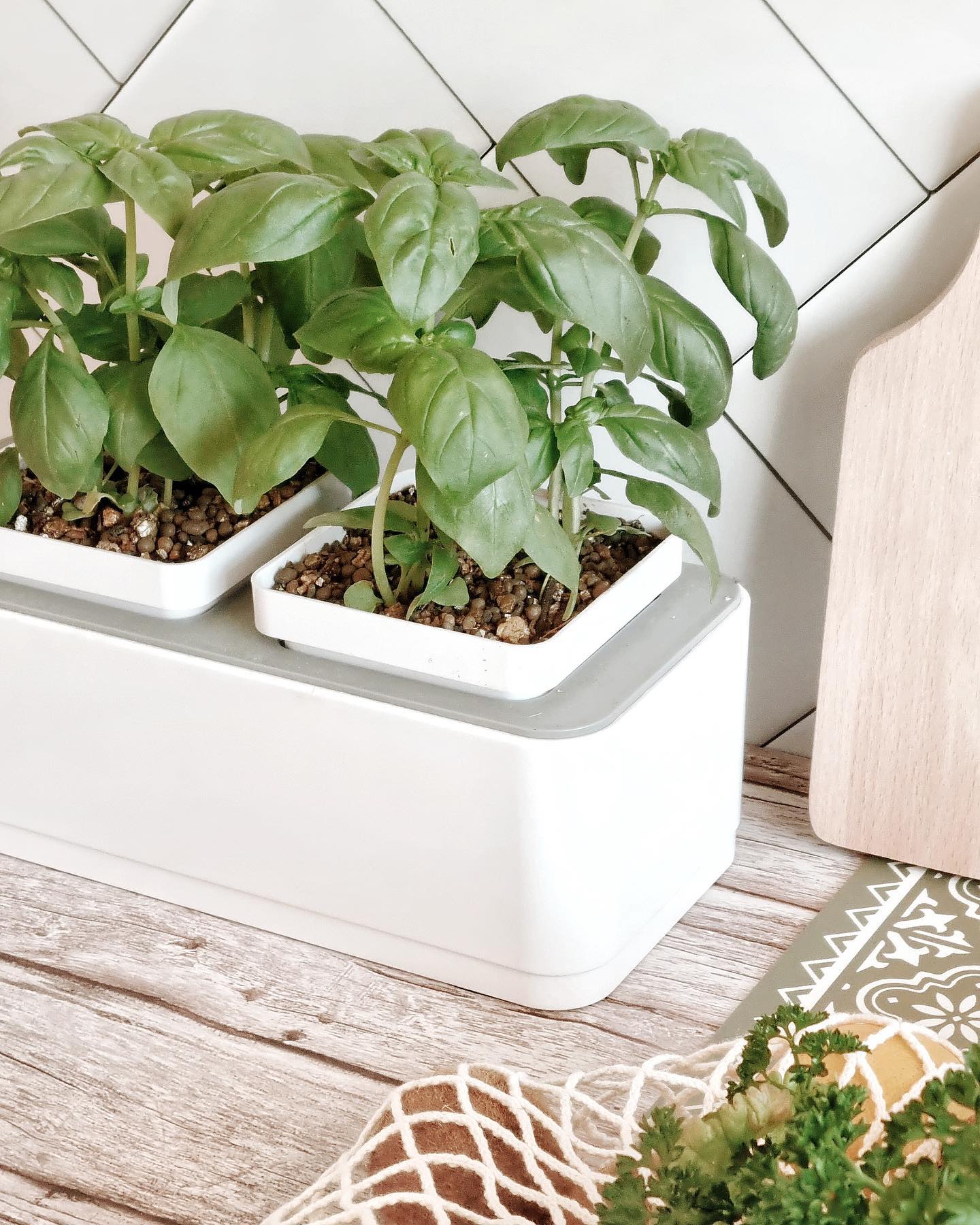 Microgarden - SA Decor & Design