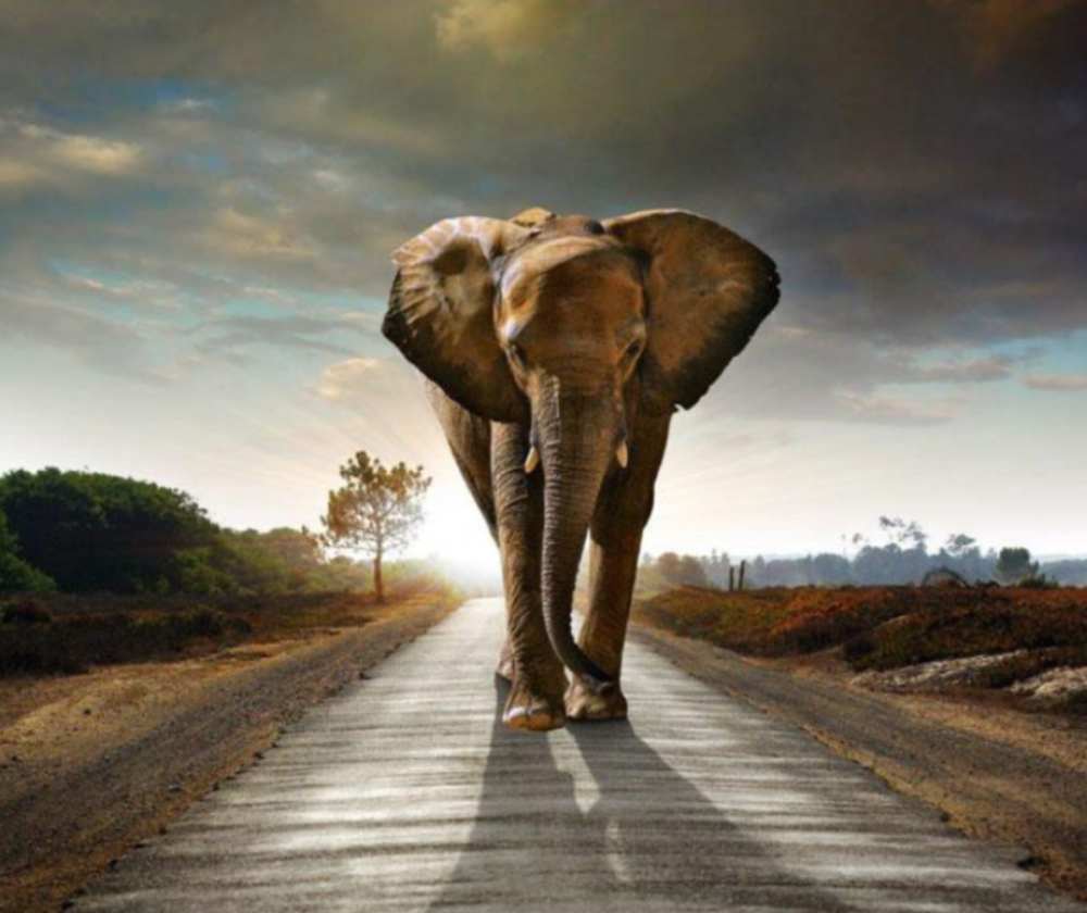 Elephant Path Stretched Canvas Print - Novel Art and Frames - SA Decor ...