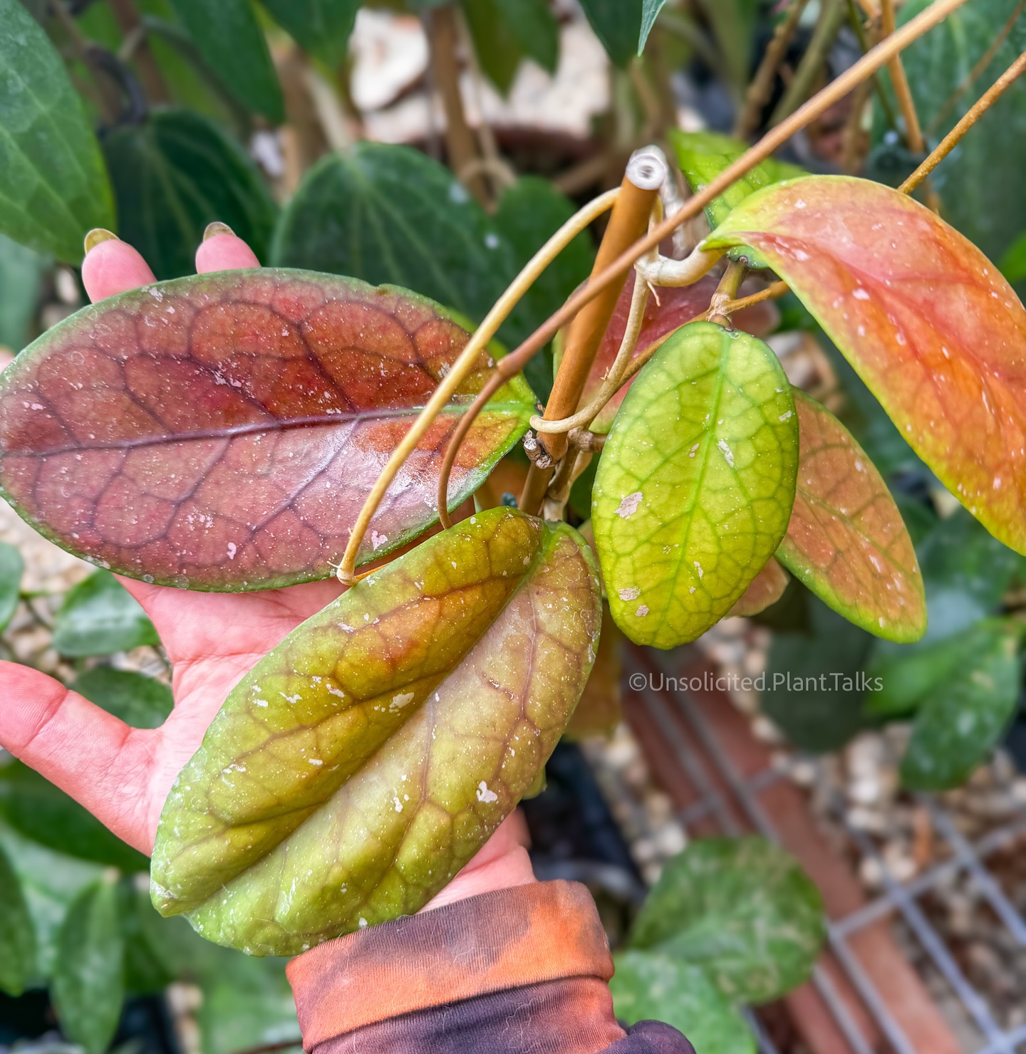 Finding Hoyas for Sale: A Guide to Purchasing Healthy and Rare ...