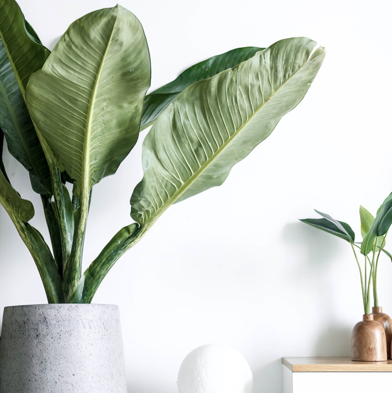 Fired Earth: ALL ABOUT PAINT - SA Decor & Design