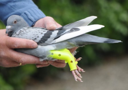 Prosthesis for pigeons and other birds (one size), set of 2 ...
