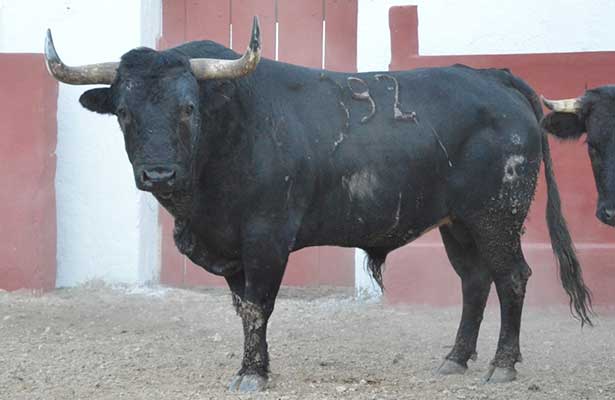 Bien presentados los de El Junco | ESTO en línea