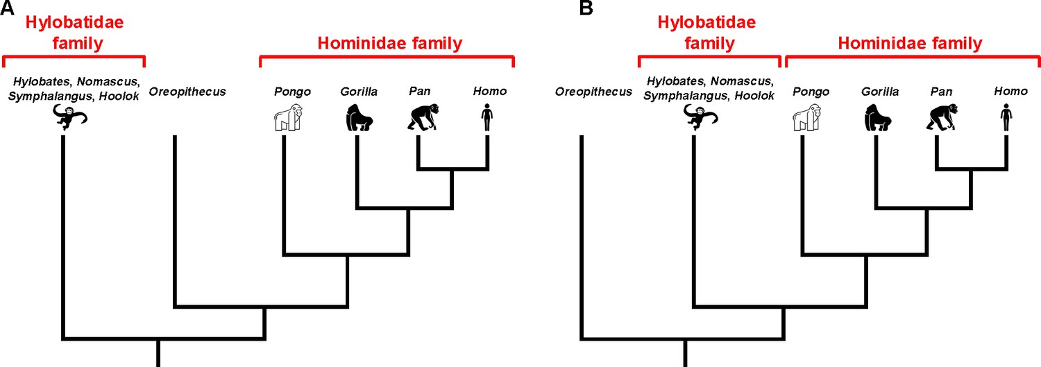 primate evolutionary tree