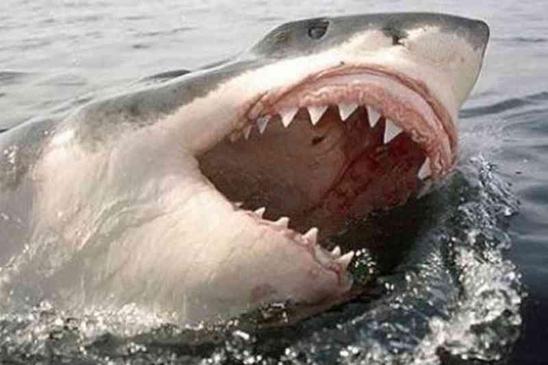 Grande tubarão branco é partido ao meio na costa australiana - Maisvibes