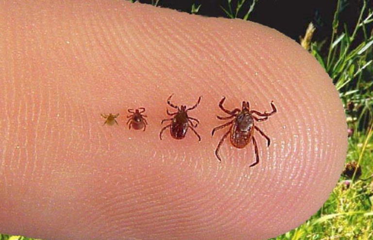 The Dangers Of Ticks And How To Properly Remove Them - Small Joys