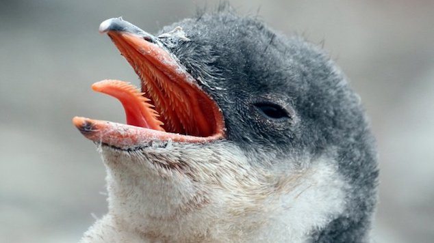 20 Things You Never Knew About Penguins - Small Joys
