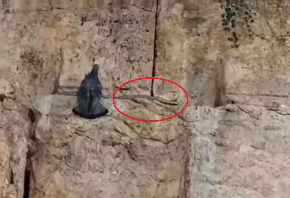 Coming Of The Messiah: Snake Crawled Out Of Israel's Western Wall As ...