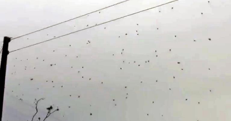 Thousands Of Spiders Fell From The Sky Forcing Frightened Residents To ...