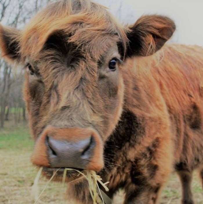 Cow Cuddling Is Now A Thing And It Costs $300 For A 90-Minute Hugging ...
