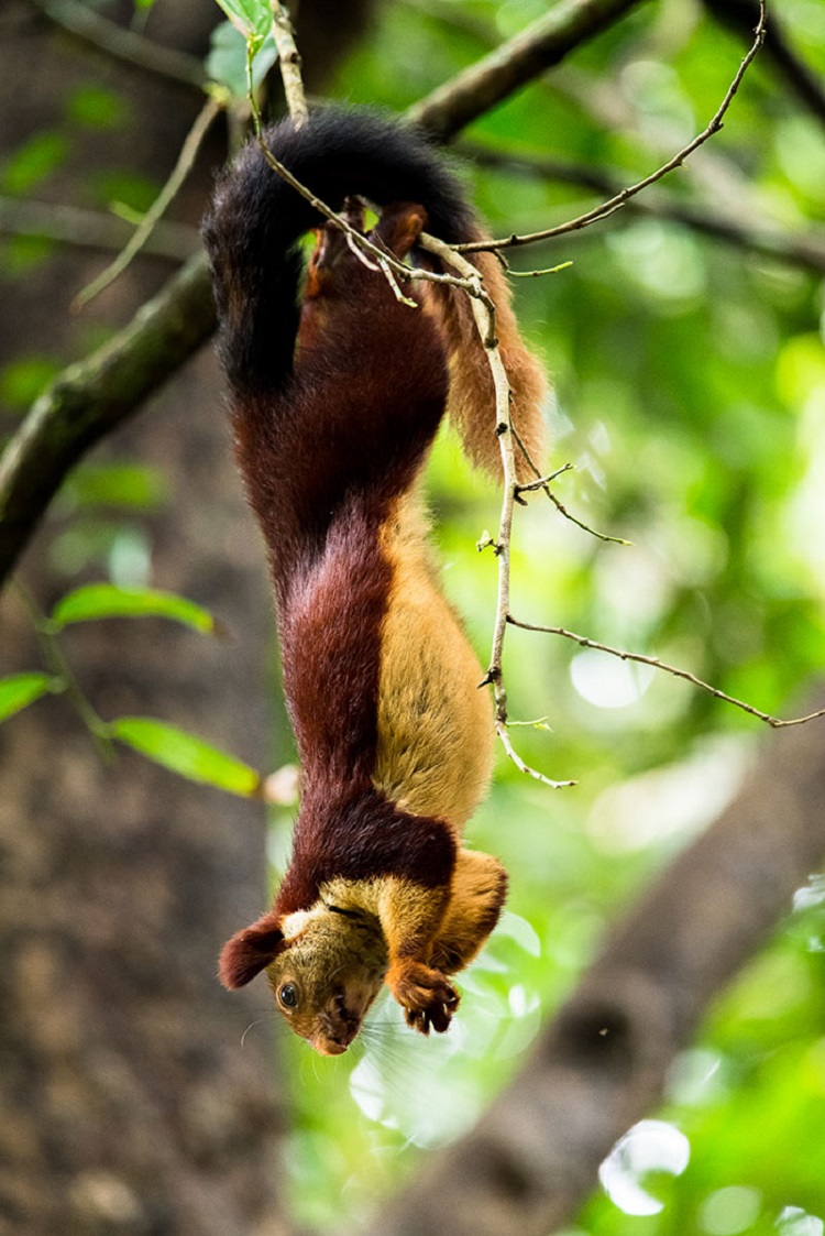 These Giant, Colorful Squirrels In India Are The Most Beautiful Rodents ...
