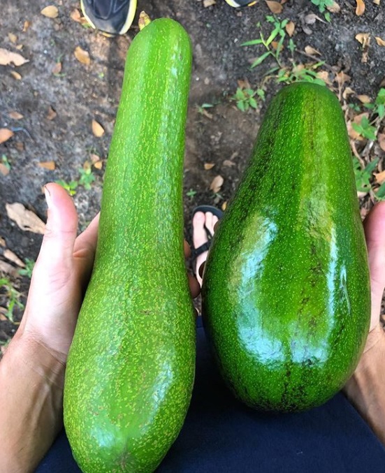 Fruits Farmers Shared Pictures Of Giant Long-Neck Avocados - Small Joys