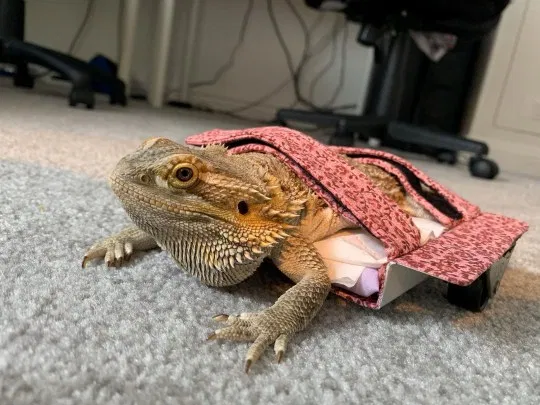 Engineer Designed 'Miracle' Wheelchair To Help Lizard With A Disability ...