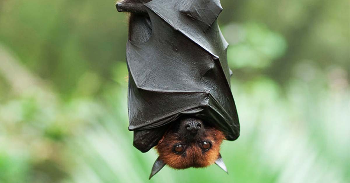 BREAKING NEWS: Scientists Confirm That Bats Are The Most Probable ...