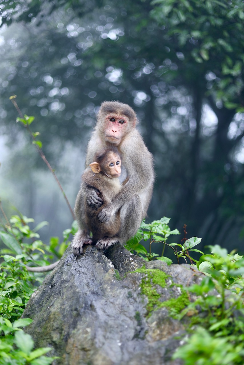 Quel est l’impact de la privation maternelle précoce sur les fonctions exécutives ? : Cortex Mag ...