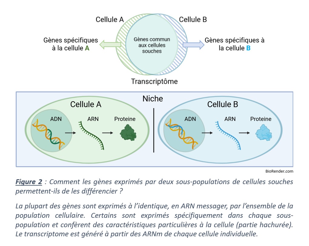 Décrypter la diversité des cellules souches grâce aux nouvelles ...