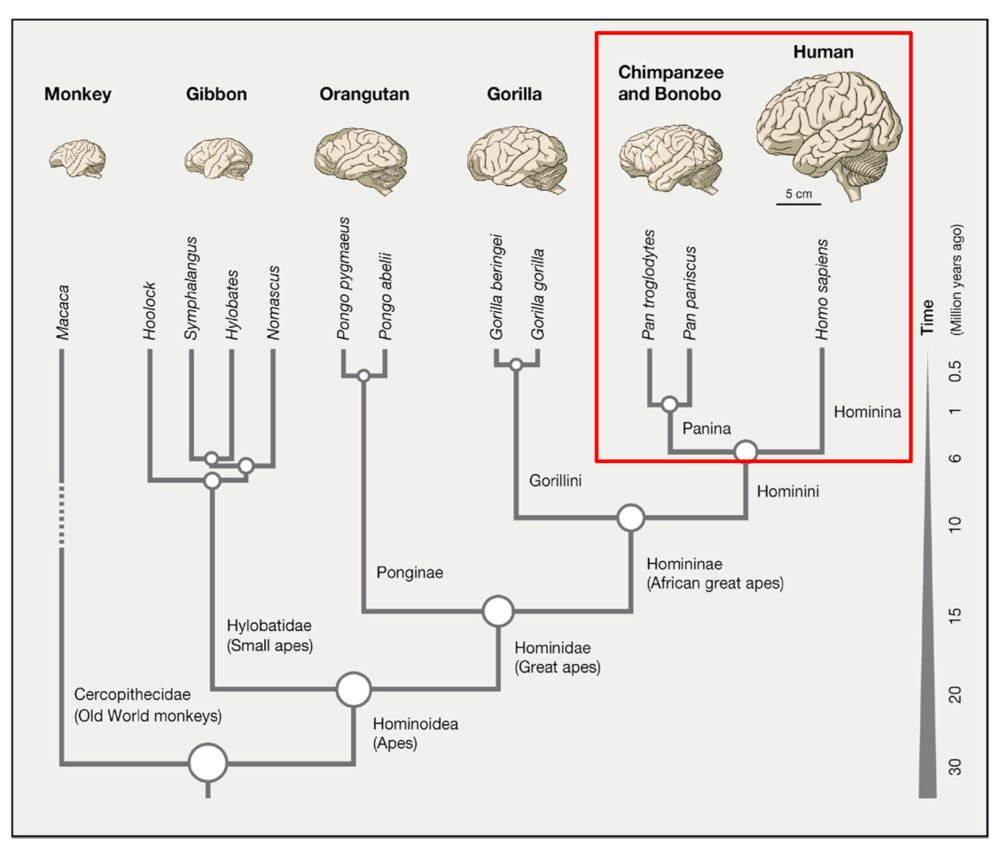 Ces gènes qui ont rendu notre cortex humain : Cortex Mag – Cerveau ...