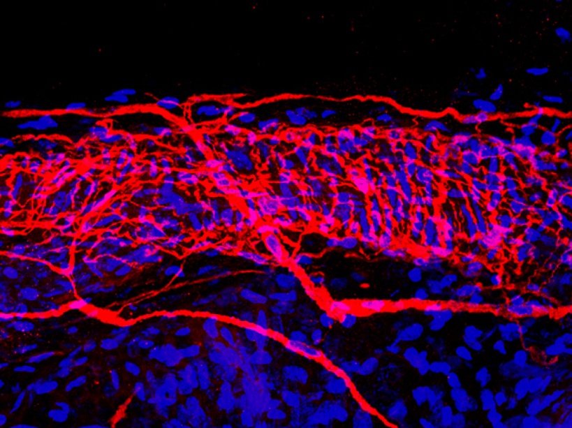 La revue de presse des neurosciences #11 : Cortex Mag – Cerveau ...
