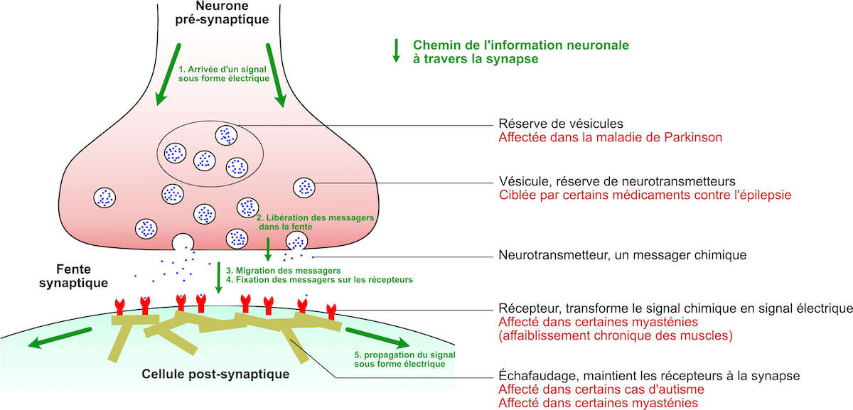 Pourquoi la recherche sur la synapse reste essentielle : Cortex Mag ...
