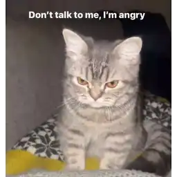 angry cat - Download Stickers from Sigstick