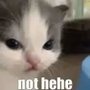 HEHE NOT HEHE - Download Stickers from Sigstick