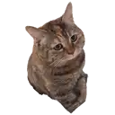 Guangdang cat - Download Stickers from Sigstick