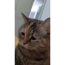 Guangdang cat - Download Stickers from Sigstick