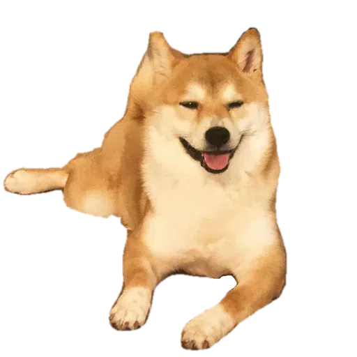Doge No Background