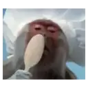 Office Baboon - Download Stickers from Sigstick