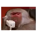 Office Baboon - Download Stickers from Sigstick