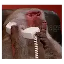 Office Baboon - Download Stickers from Sigstick