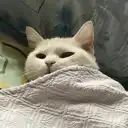 sls - Download Stickers from Sigstick