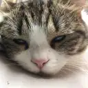 sls - Download Stickers from Sigstick