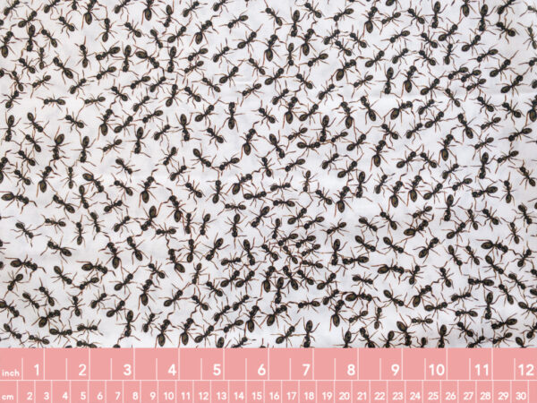 Lady McElroy - Mabelle Cotton Lawn - Ant's Army - Stonemountain ...