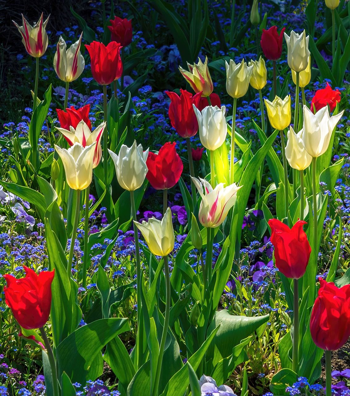 TULIPS | Original-NFT