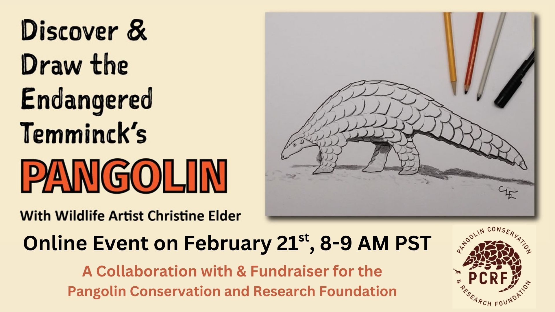 Discover and Draw a Pangolin!